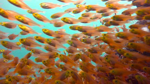 Gaggle Glass Fish Exciting Diving Off Stock Footage Video (100% Royalty ...