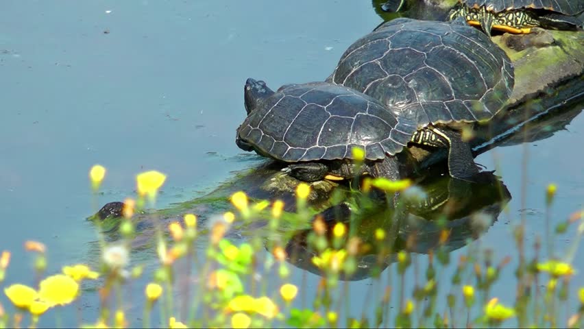 Head of the Painted Turtle - Chrysemys picta image - Free stock photo ...