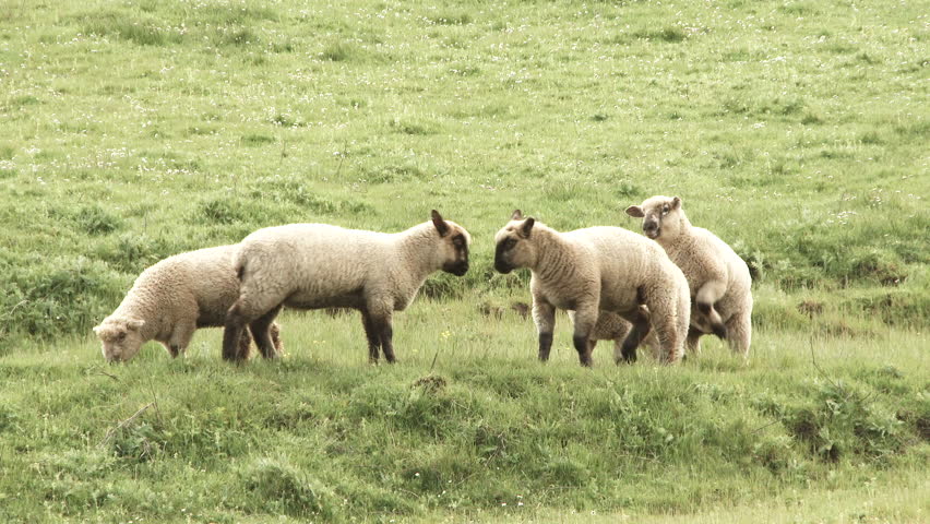 sheep head butting pushing away outsider Stock Footage Video (100% ...