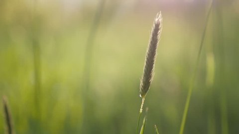 Movements High Swaying Grass Field Slowmo Stock Footage Video (100% ...