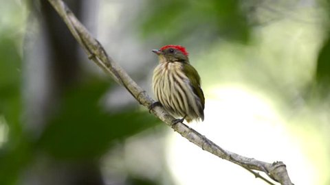 Striped Manakin Machaeropterus Regulus Bird On Stock Footage Video (100 ...