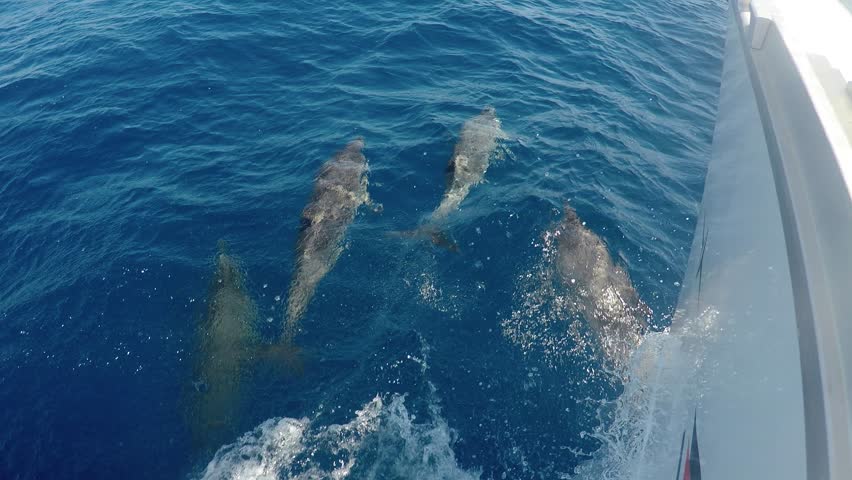 Dolphins jumping in the clouds image - Free stock photo - Public Domain ...