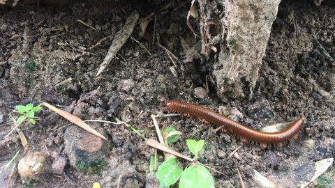 earthworm mating lumbricus terrestris hermaphrodite invertebrates Stock ...