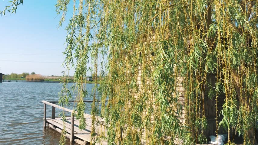 willow bridge on shore lake Stock Footage Video (100% Royalty-free ...
