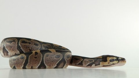 Royalball Python Python Regius Isolated On Stock Photo 1662410155 ...