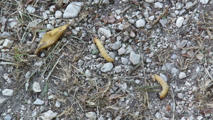 Maggots Speed Motion. Fat Insect Stock Footage Video (100% Royalty-free ...