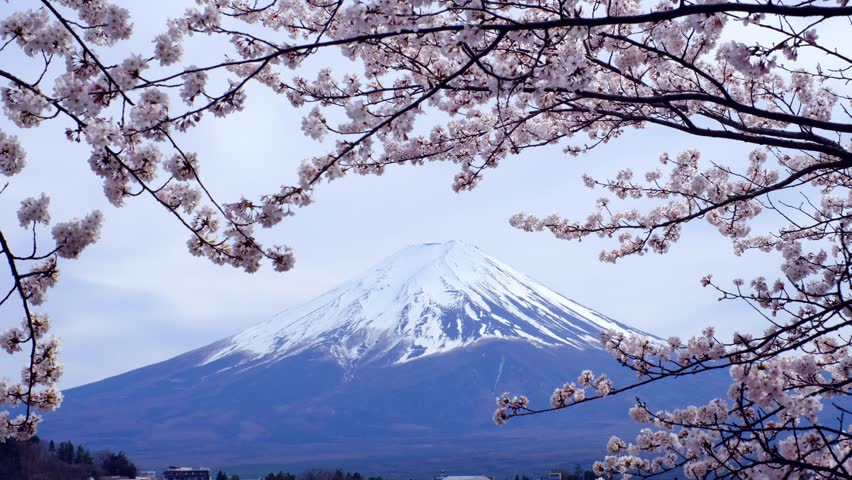 mountain fuji sakura spring cherry blossom Stock Footage Video (100% ...