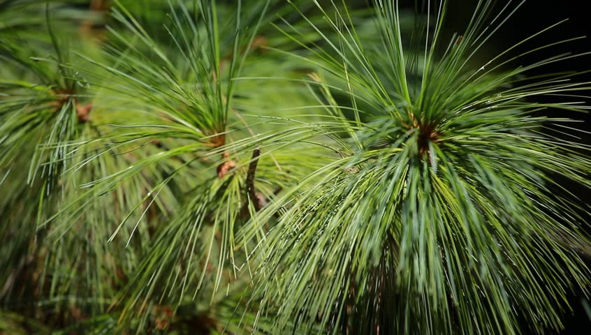 green pain tree leaves wind Stock Footage Video (100% Royalty-free ...