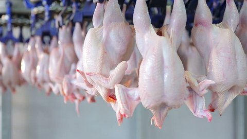 Chicken Processing Line Poultry Farm Chicken Stock Footage Video (100% ...