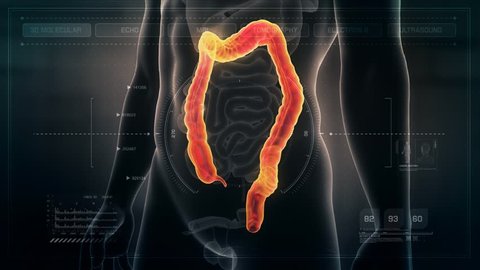 Anatomy Human Male Colon On Futuristic Stock Footage Video (100% ...