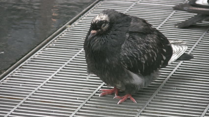 wet pigeon on subway vent toronto Stock Footage Video (100% Royalty ...