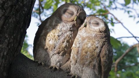 Beautiful Romantic Woman Owl Bird Sits Stock Photo 726110191 | Shutterstock