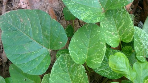 Indian Vegetable Arvi Patra Elephant Leaves Stock Photo 1200382255 ...