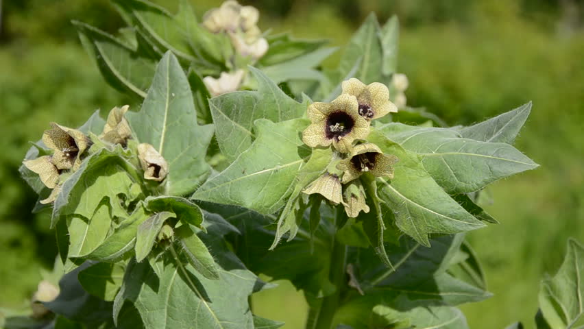 henbane hyoscyamus niger medical flower summer Stock Footage Video (100 ...