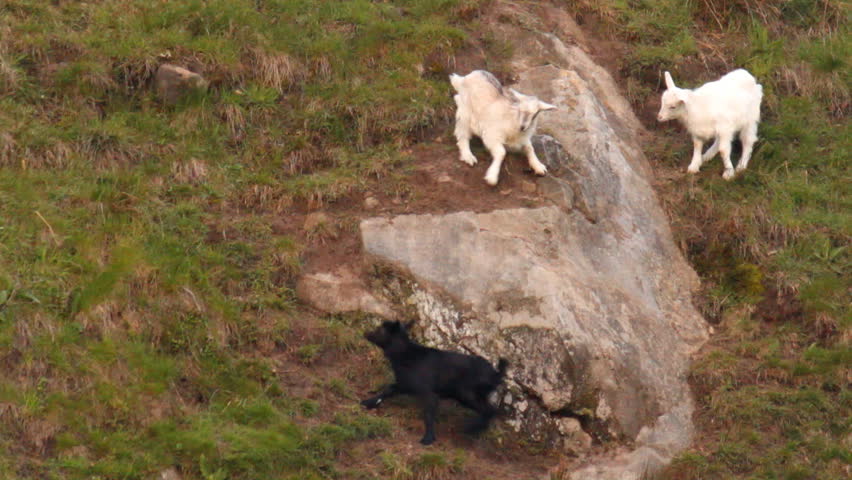 three goats bump on slope Stock Footage Video (100% Royalty-free ...