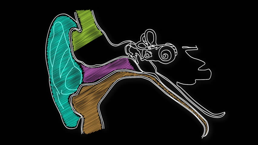 Human Ear Structure Animation Illustration Stock Footage Video (100% ...
