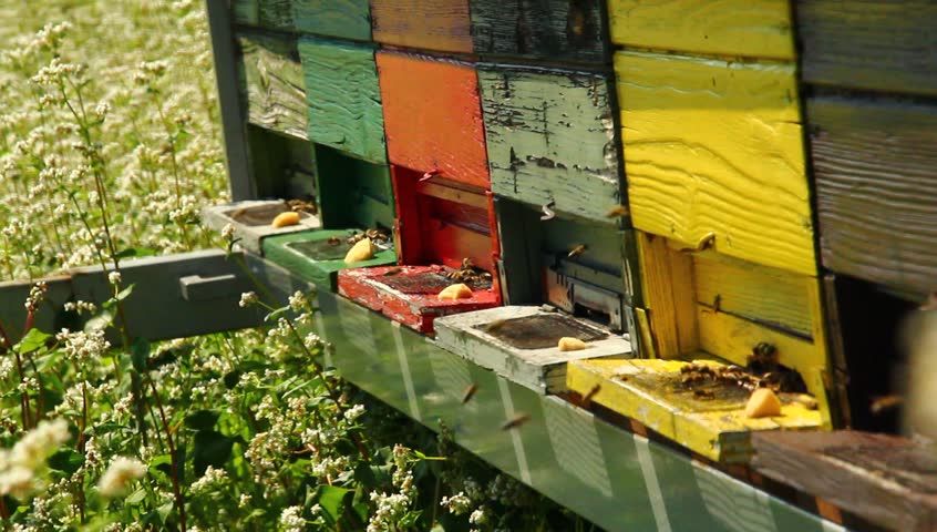 apiary on buckwheat field Stock Footage Video (100% Royalty-free ...