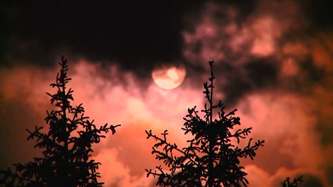 Full Moon Pine Trees Clouds Night Stock Footage Video (100% Royalty ...