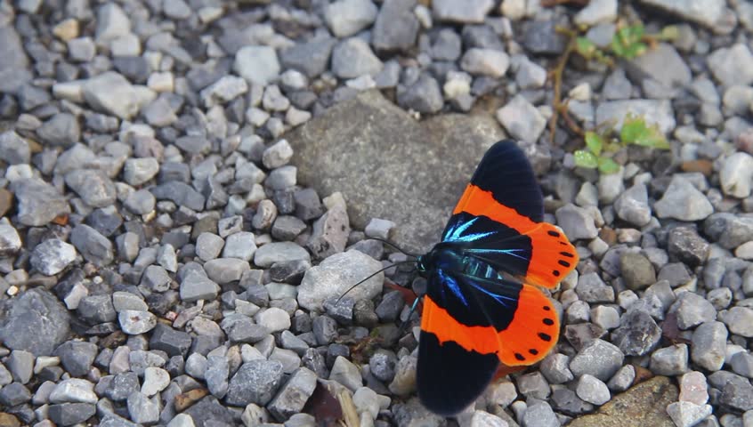 milionia basalis pryeri colorful moth geometridae Stock Footage Video ...