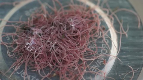 Boule rétrécissante de vers tubifex : vidéo de stock (100 % libre de ...