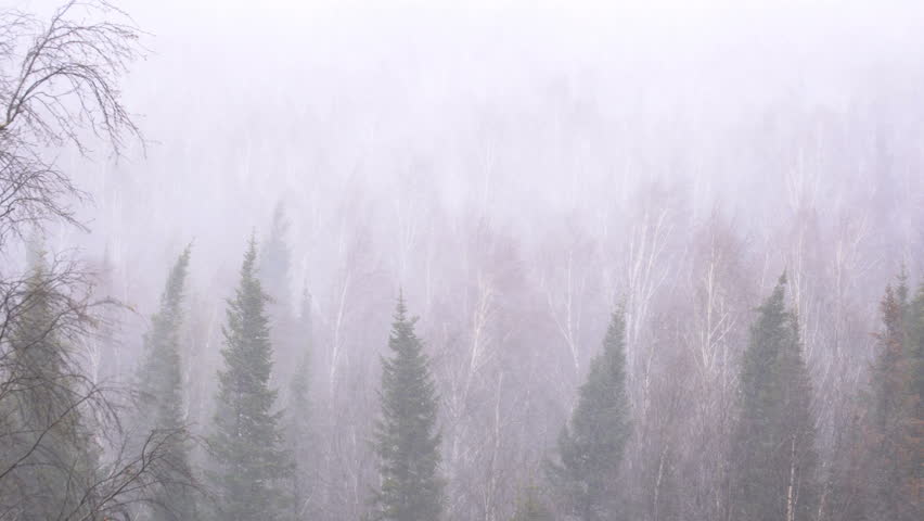 Blizzard in the woods image - Free stock photo - Public Domain photo ...