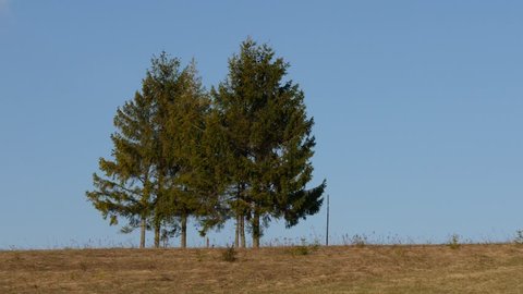 Trees Swaying Wind Stock Footage Video (100% Royalty-free) 27034282 | Shutterstock
