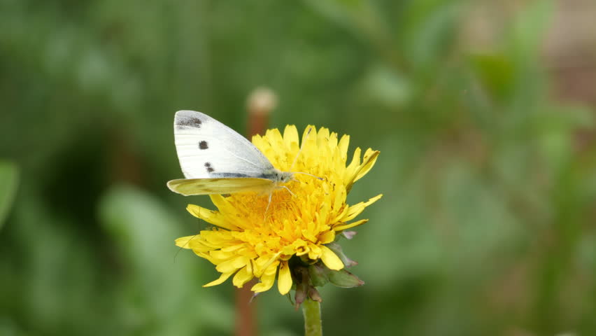 Female Cabbage White, Pieris rapae image - Free stock photo - Public ...