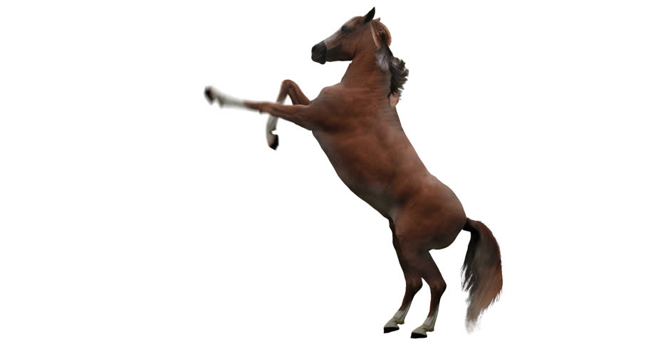 Red Horse Rearing. Isolated Animation. Stock Footage Video (100% ...