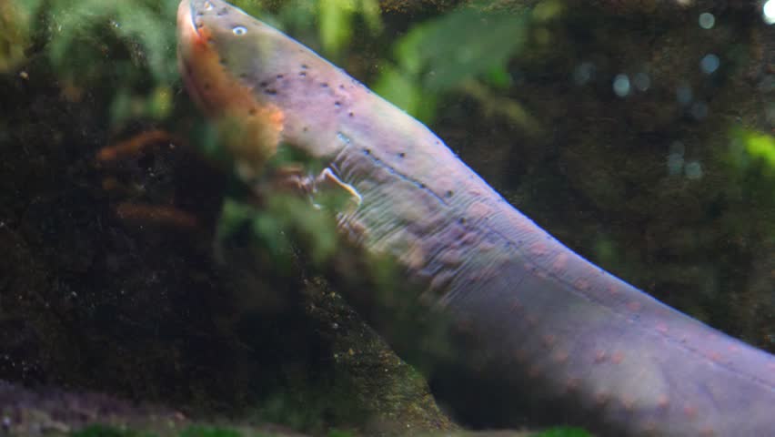 eel swimming large aquarium tank Stock Footage Video (100% Royalty-free ...