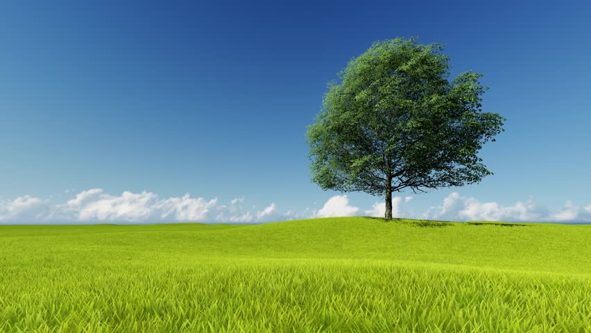 tree lawn on background clear sky Stock Footage Video (100% Royalty ...