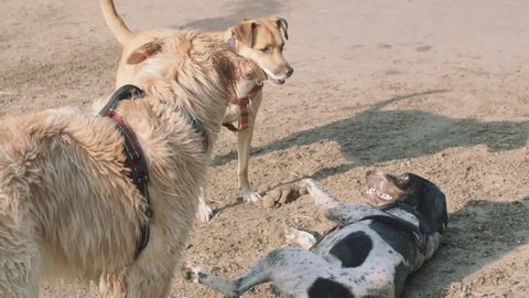 Three Dogs Fighting Park Stock Footage Video (100% Royalty-free ...