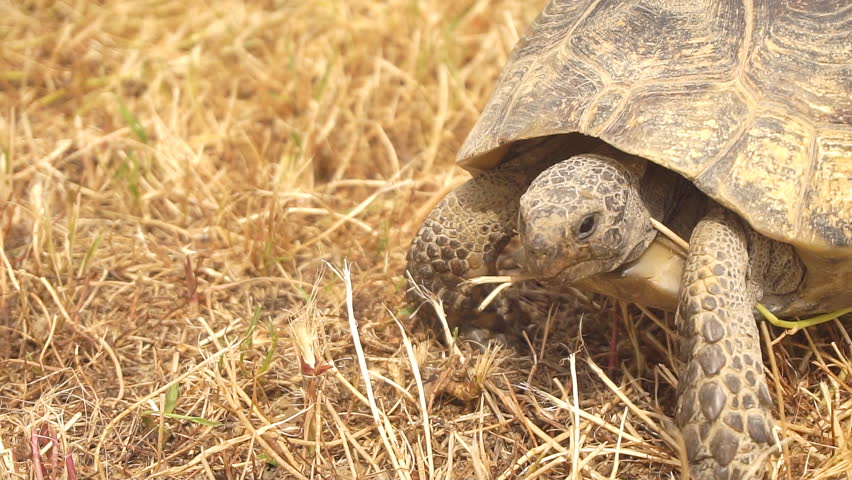 close-up tortoise walking slow motion Stock Footage Video (100% Royalty ...