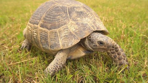 Slow Motion Tortoise Walking On Grass Stock Footage Video (100% Royalty ...