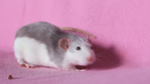 Grey Mouse Running Around Full Hd 庫存影片（100% 免版稅）27200665 | Shutterstock