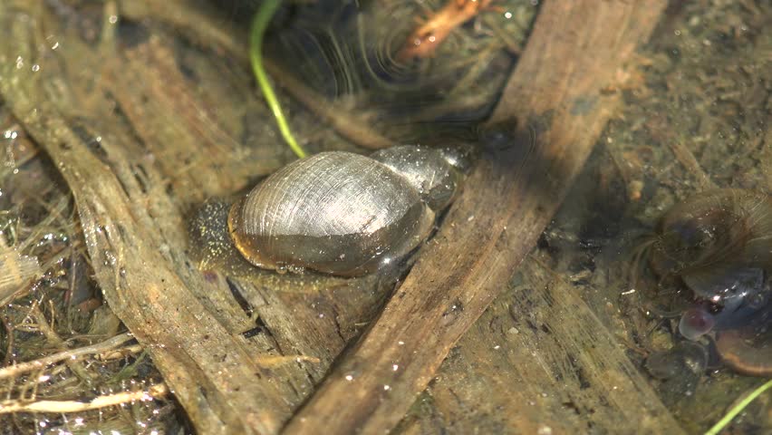 American Ribbed Fluke Snail Freshwater Stock Footage Video (100% ...