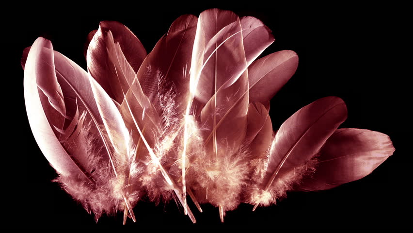 red rose feathers isolated on black Stock Footage Video (100% Royalty ...