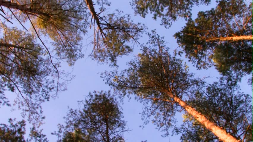 dancing trees Stock Footage Video (100% Royalty-free) 272245 | Shutterstock