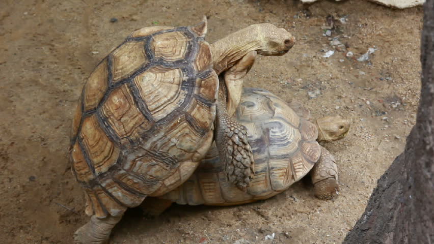 Two Giant Tortoises mating image - Free stock photo - Public Domain ...