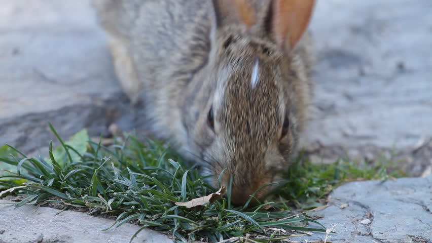 young rabbit eating grass garden Stock Footage Video (100% Royalty-free ...