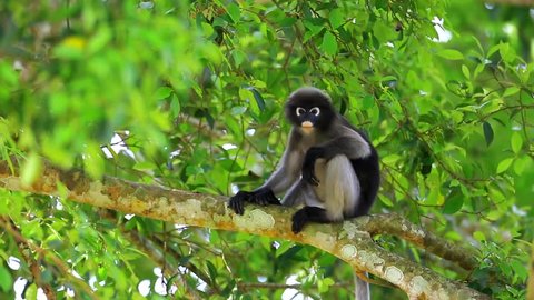 Bonobo Monkeys Mating Sex On Grass Stock Footage Video (100% Royalty ...