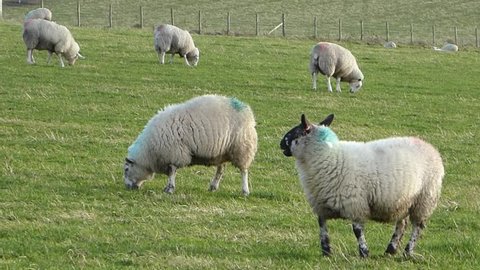 Sheep Grazing On Grass Land Stock Photo 155821031 | Shutterstock