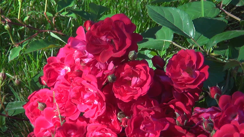 roses on grass beautiful red Stock Footage Video (100% Royalty-free ...