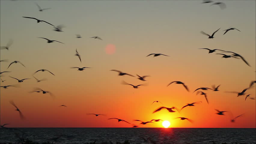 Lot of Birds Flying Against Stock Footage Video (100% Royalty-free ...