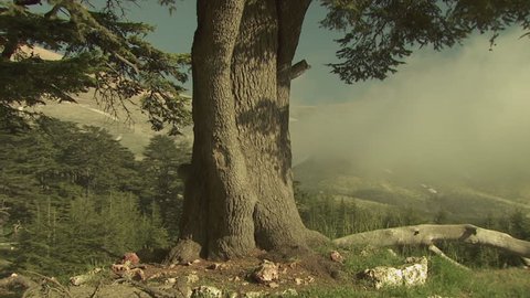 Cedars God Forest Bsharri Cu View Stock Footage Video (100% Royalty ...