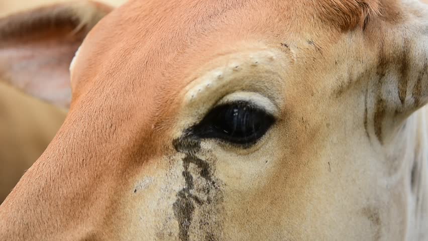 cow's eyes Stock Footage Video (100% Royalty-free) 27371428 | Shutterstock