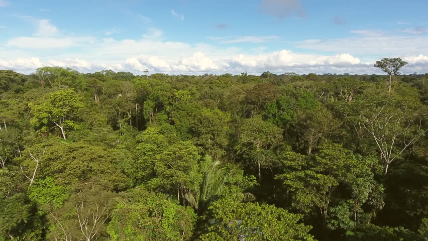 flying over canopy pristine amazonian rainforest Stock Footage Video ...