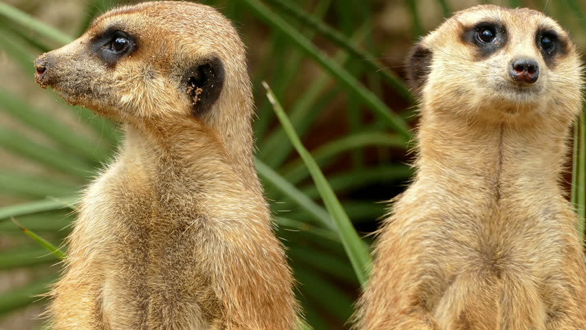Meerkat Head Stock Video Footage - 4K and HD Video Clips | Shutterstock