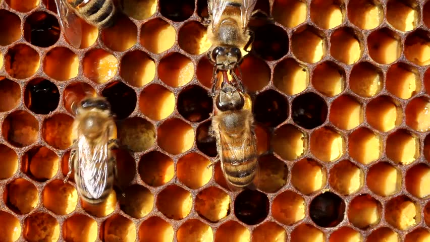 Communication Bees. Bees Share Information, Stock Footage Video (100% ...