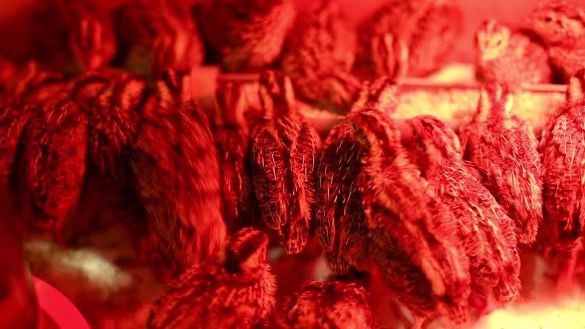 many small chicks quail running around Stock Footage Video (100% ...