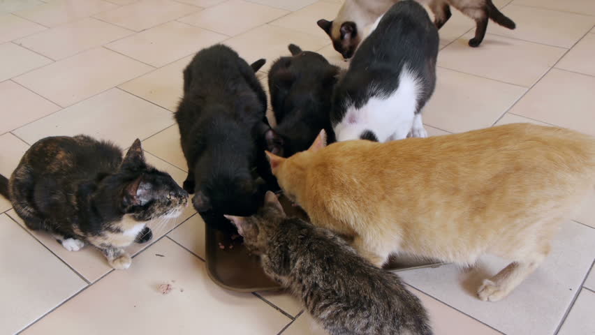 many cats eat food tray meaty Stock Footage Video (100% Royalty-free ...